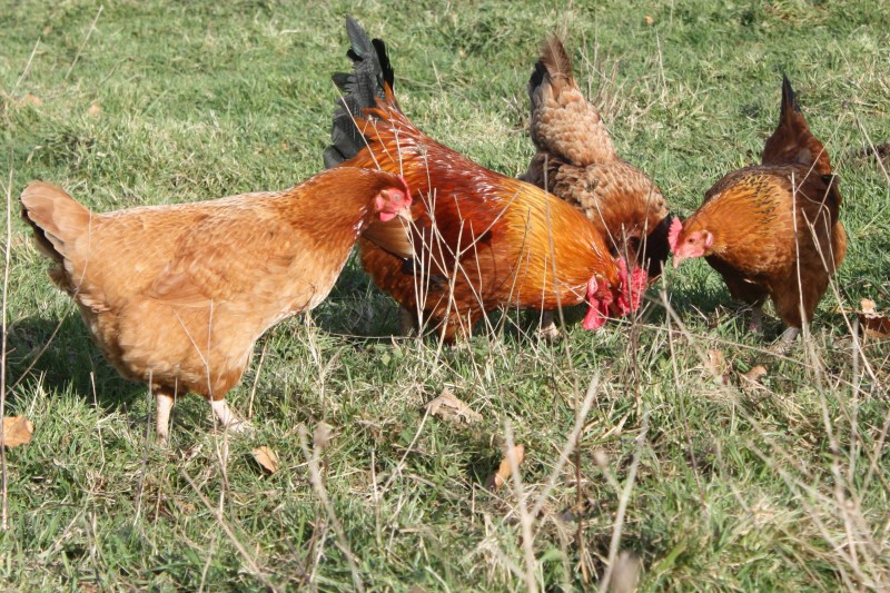 Chicken Noises: What Do They Mean? - Backyard Poultry